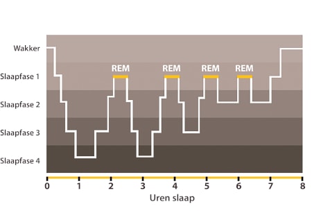 De fasen van de slaapcyclus | Dorsoo